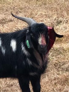 What to Do for a Goat Horn Injury - Goat Journal
